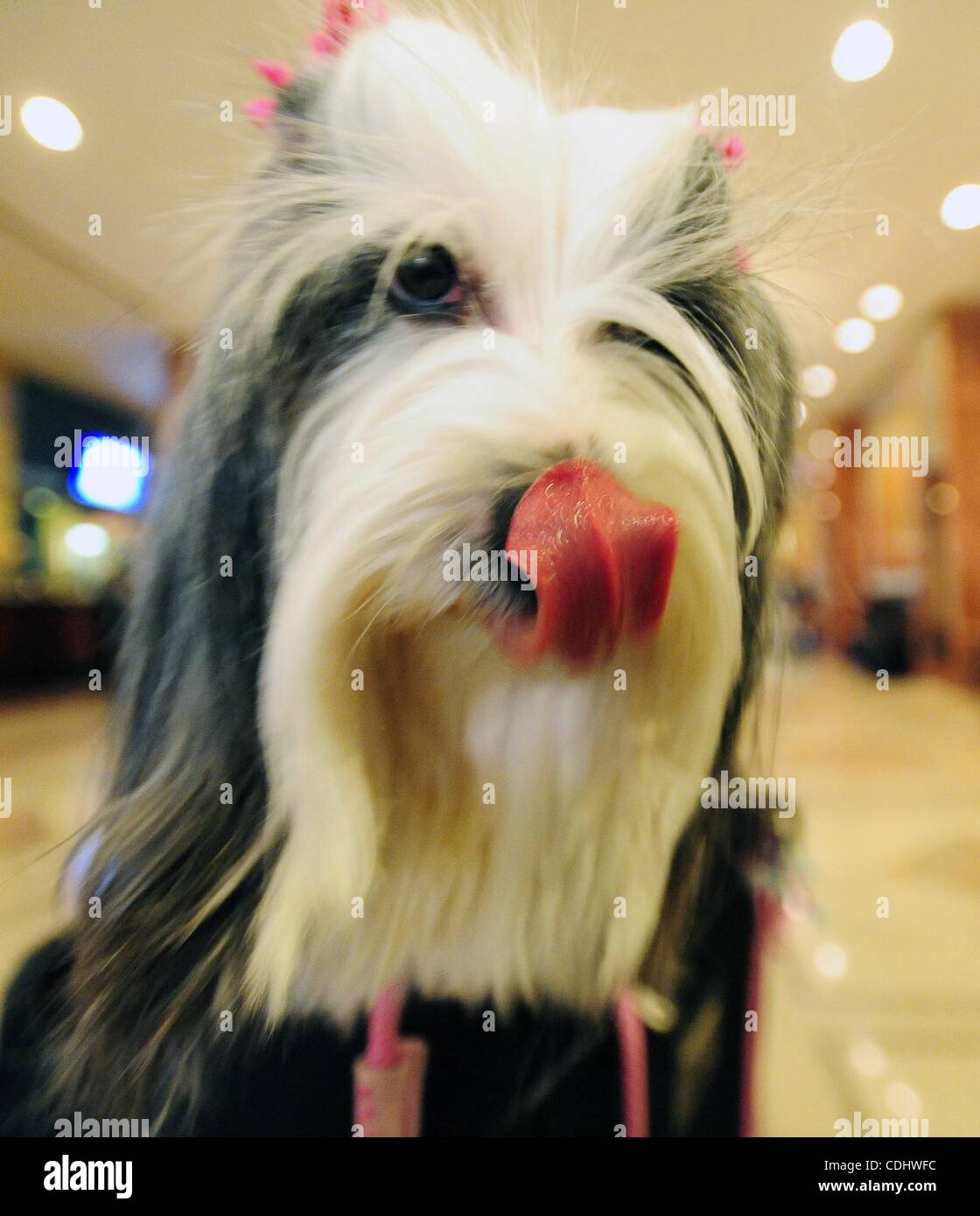 Feb. 11, 2011 - Manhattan, New York, U.S. - Maddie, a tibetan terrier ...
