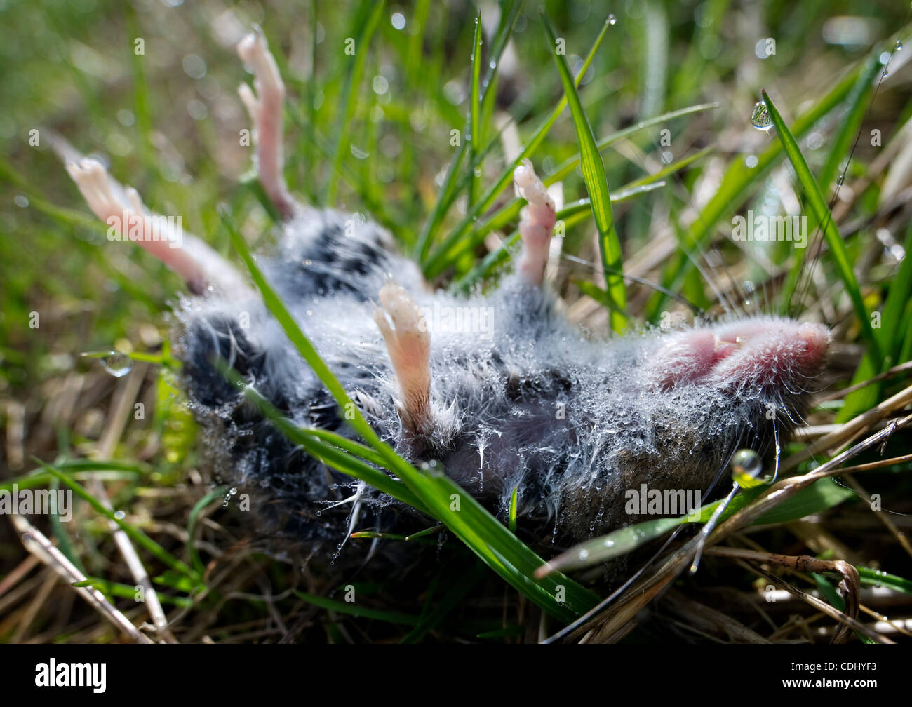 Feb. 12, 2011 - Roseburg, Oregon, U.S - A dead mouse, covered in ...