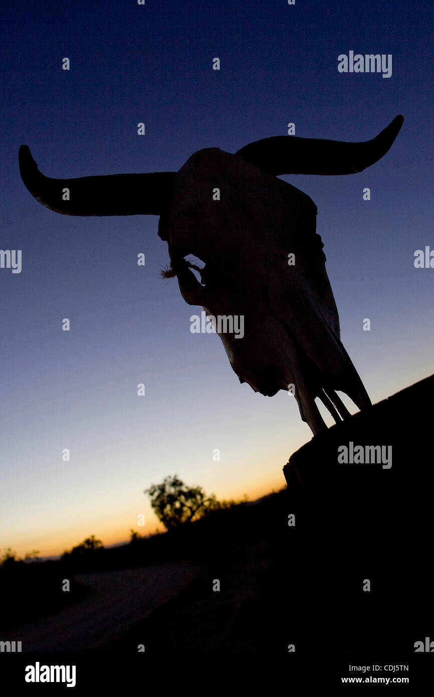 Feb. 16, 2011 - Phoenix, Arizona, United States of America - A cow ...