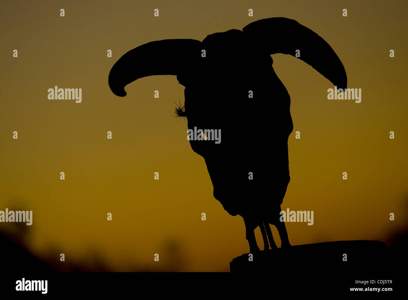 Feb. 16, 2011 - Phoenix, Arizona, United States of America - A cow ...