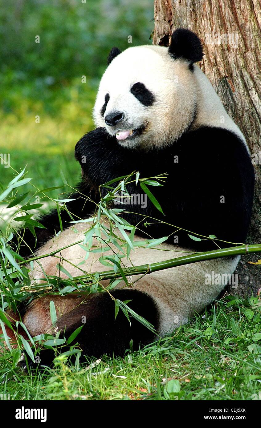 Washington dc national zoo pandas hi-res stock photography and images ...
