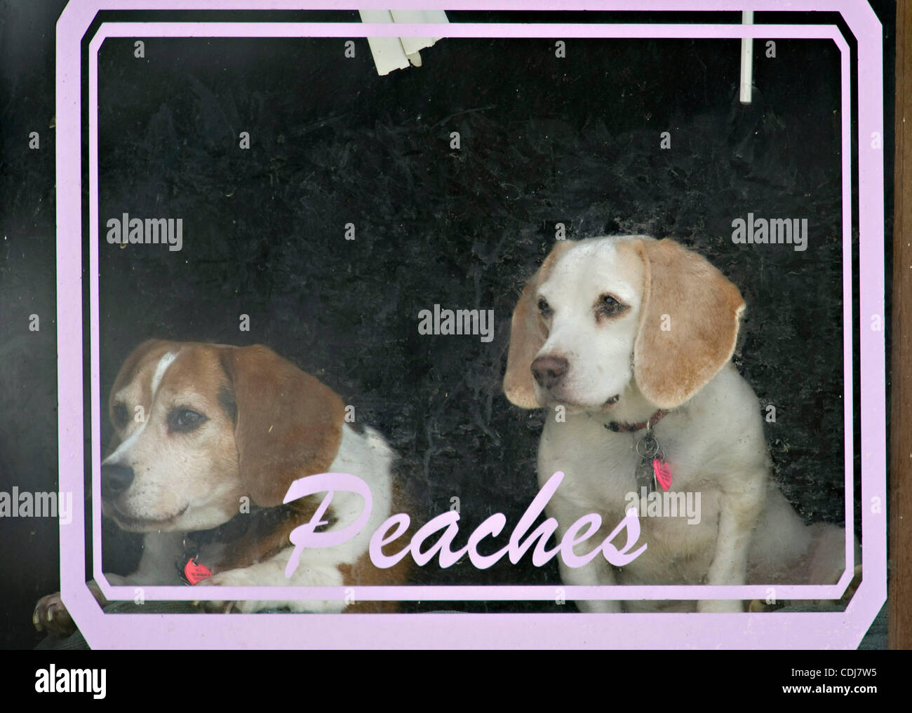 Feb. 18, 2011 - Lookingglass, Oregon, U.S - Dogs named Peaches and Neo ...