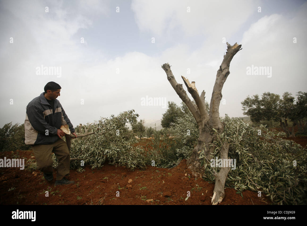 A Palestinian man carries a branch of an olive tree farmers say was cut ...