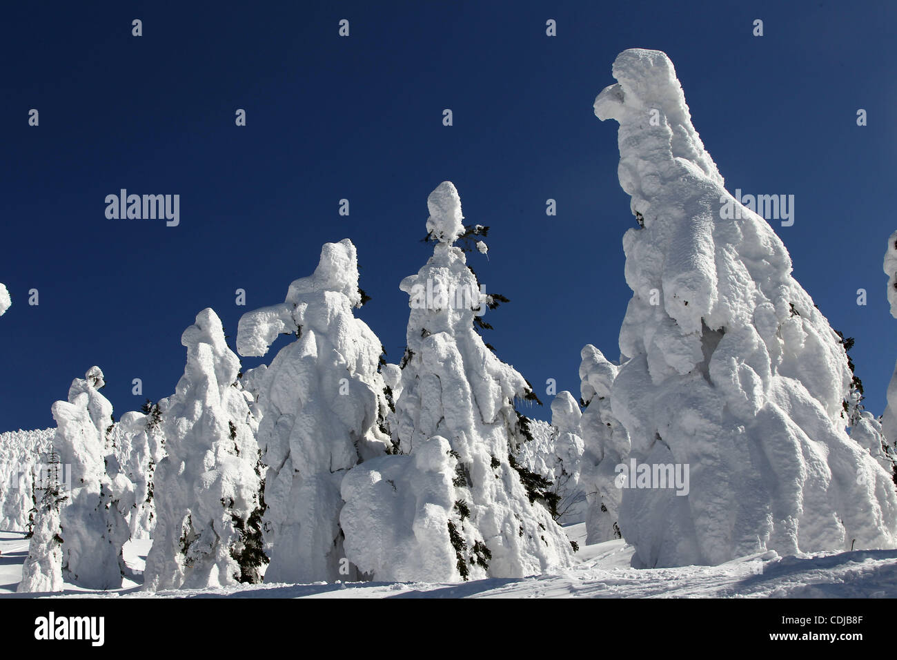 Feb. 22, 2011 - Yamagata, Japan - Coniferous trees are covered with ice ...