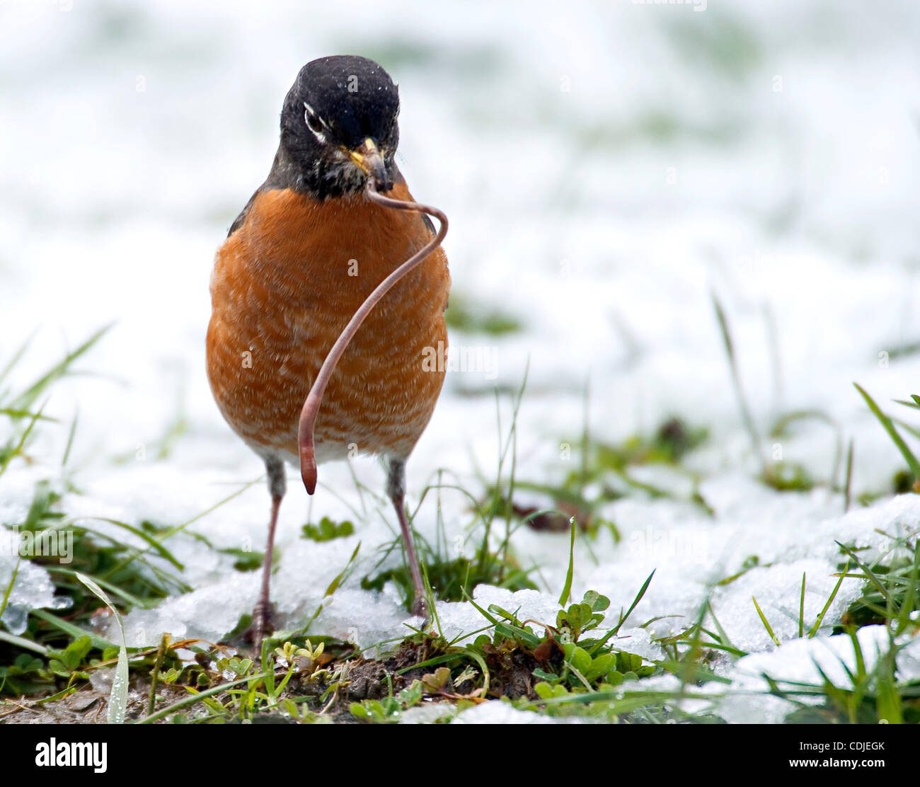 Feb. 24, 2011 - Roseburg, Oregon, U.S - An American robin pulls a juicy ...