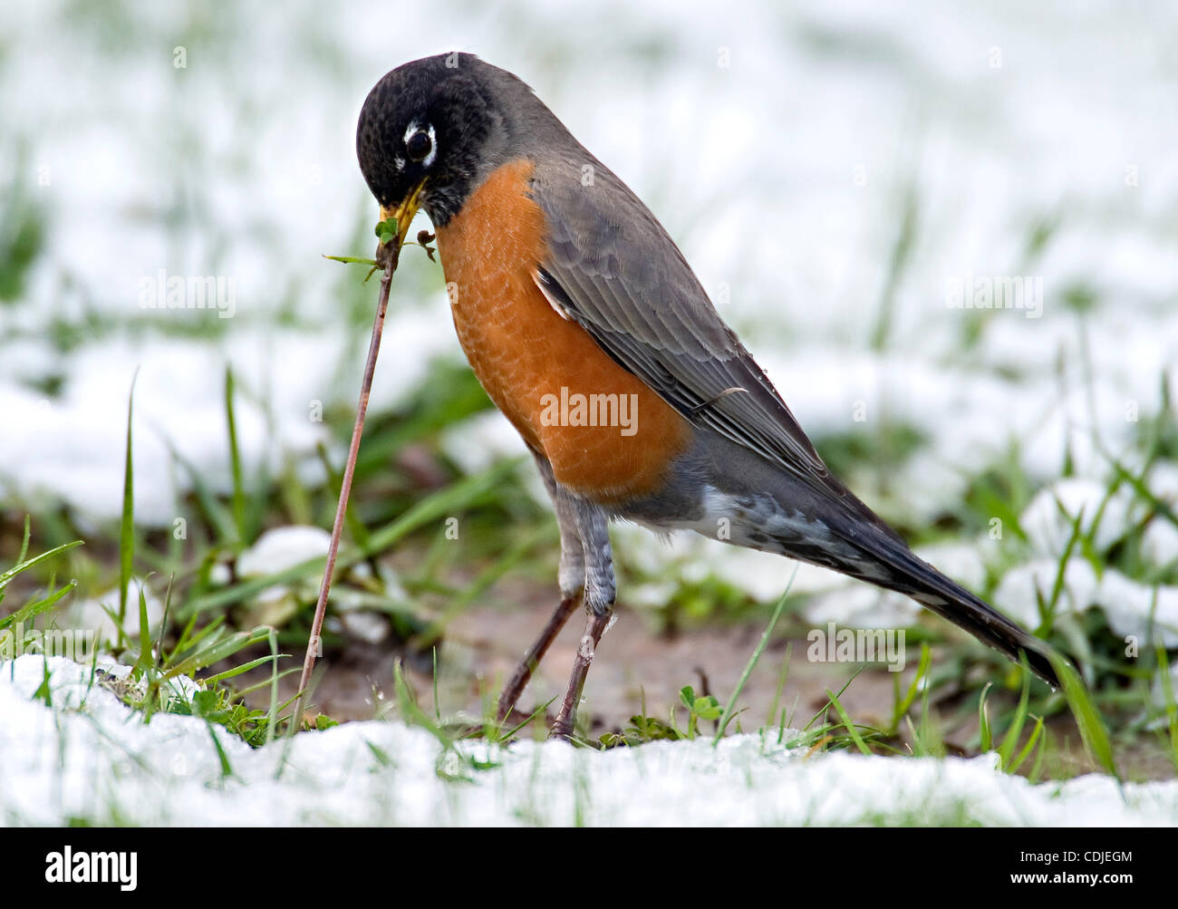 Feb. 24, 2011 - Roseburg, Oregon, U.S - An American robin pulls a juicy ...