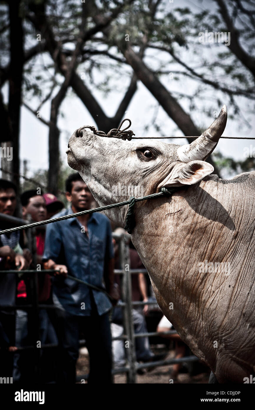 Bull is prepared to fighting. Widely spread in Asia, the bull fighting ...