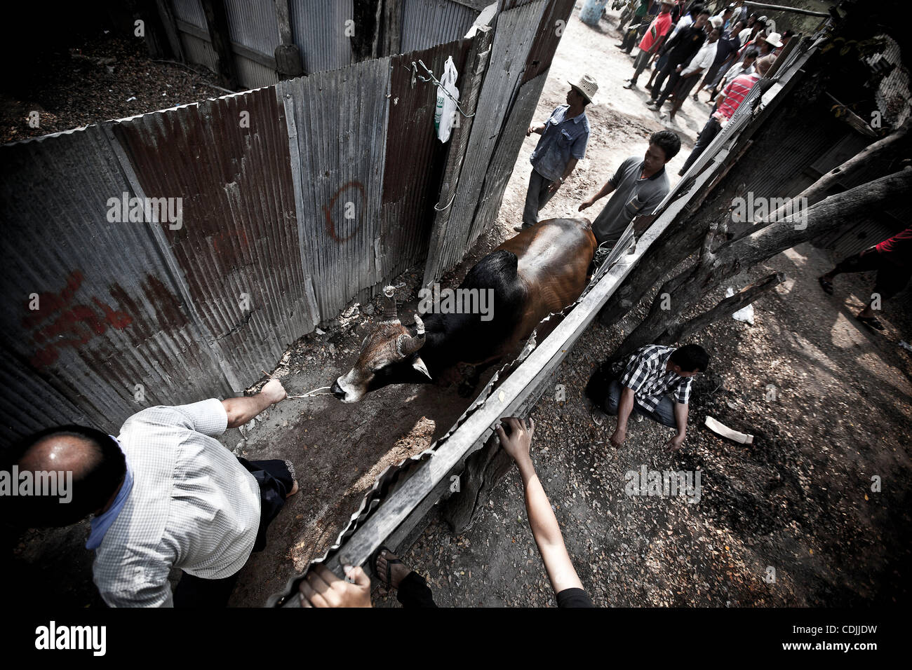 One of the featured bulls in the fighting is pulled into the arena to ...