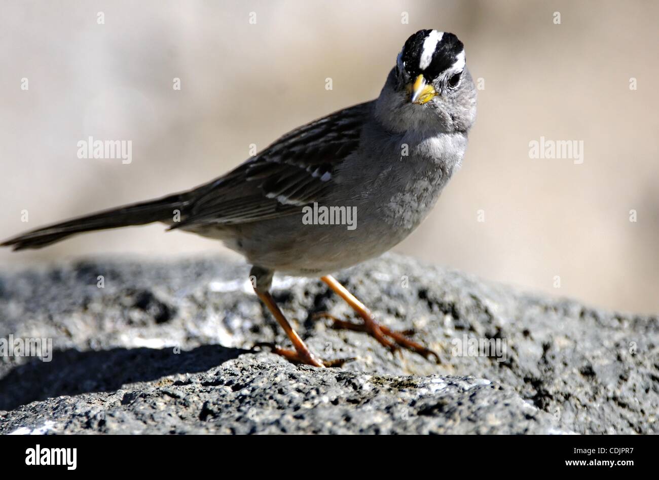 A bird nenjoys the sunshine on the beach shore in San Simeon,CA on ...
