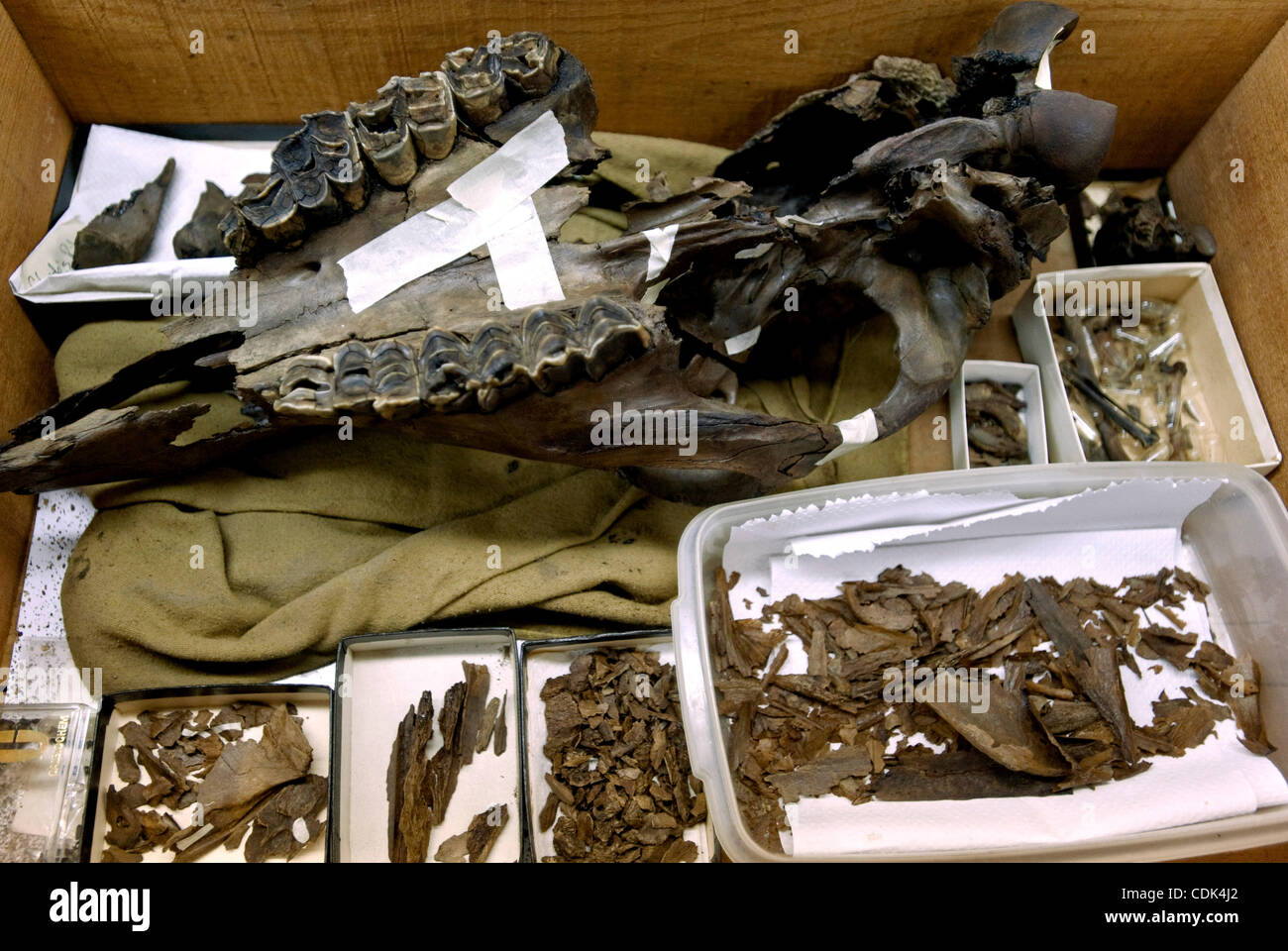 Mar. 09, 2011 - Los Angeles, California, USA - The skull of an extinct ...