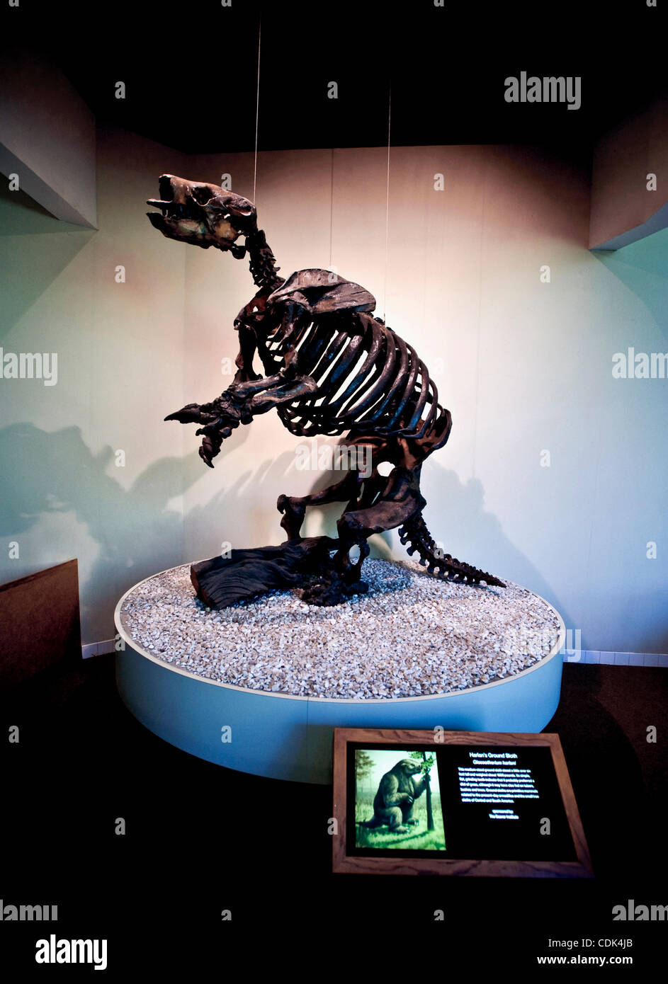 Mar. 09, 2011 - Los Angeles, California, USA - The skeleton of a Harlan ...