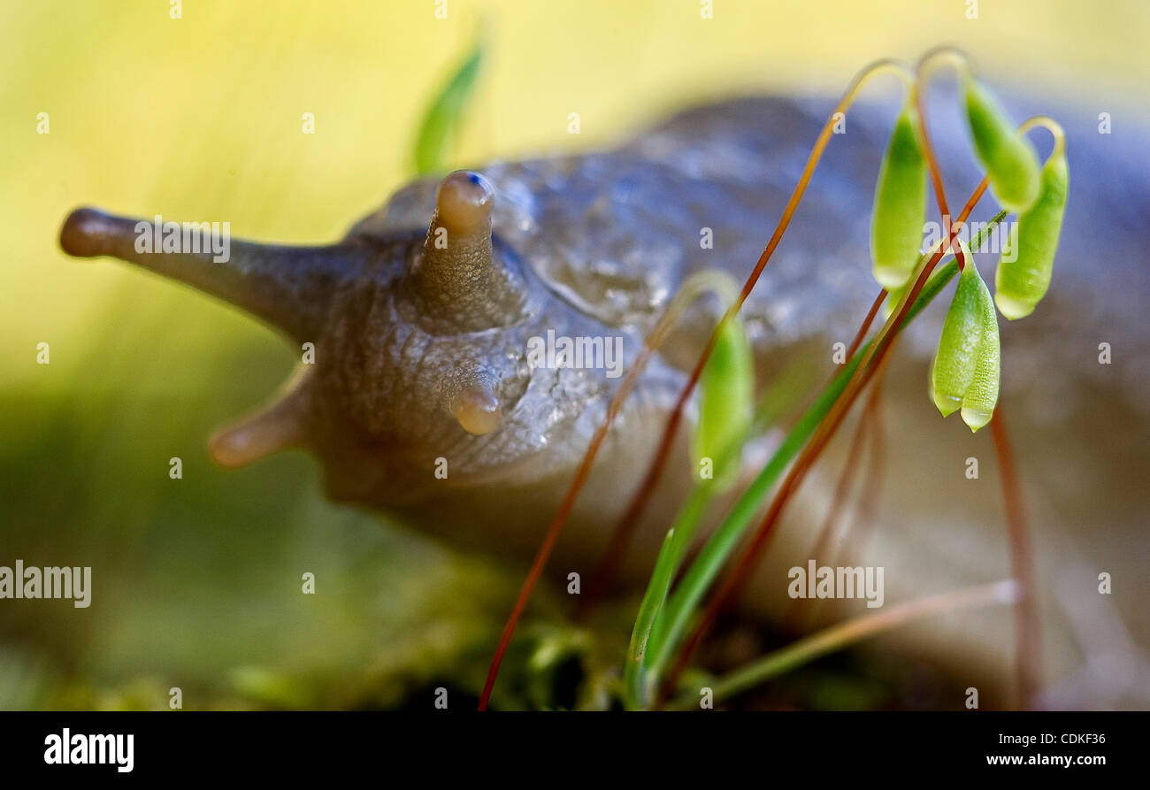 Mar. 18, 2011 - Oakland, Oregon, U.S - A large Pacific banana slug ...