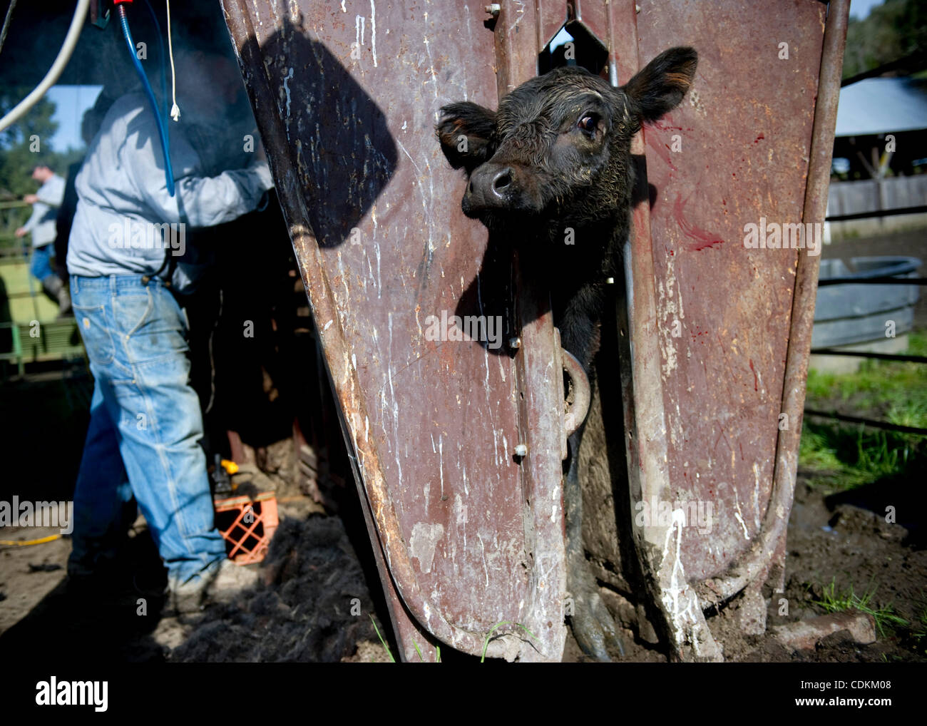 Mar. 22, 2011 - Glide, Oregon, U.S - An angus steer is held in a pinch ...
