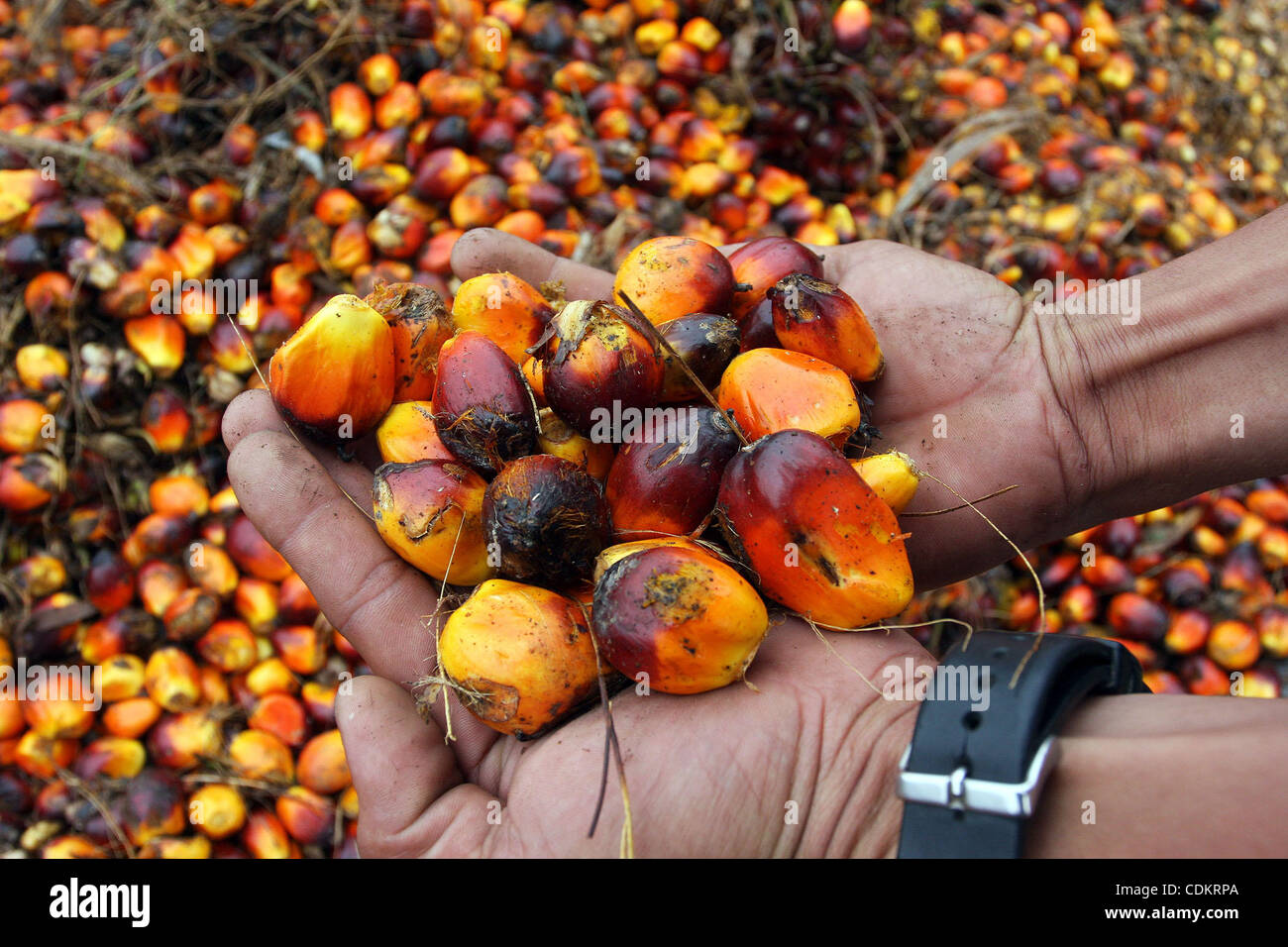 Mar 25, 2011 - Isulan, Mindanao Island, Philippines - Newly harvested ...