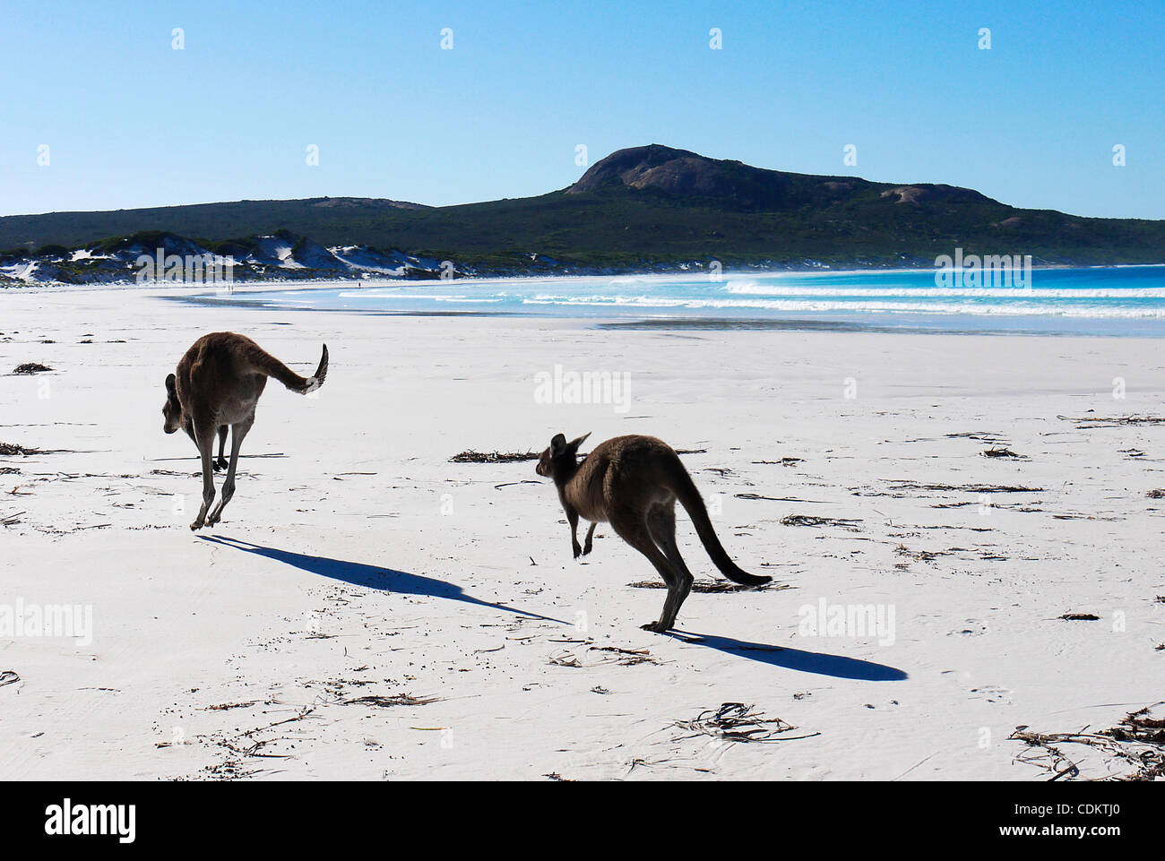 Esperance australia kangaroo hi-res stock photography and images - Alamy