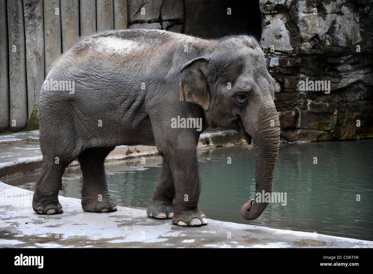A Elephant at the Fresno Chaffey Zoo in Fresno,CA. on March 26, 2011 ...