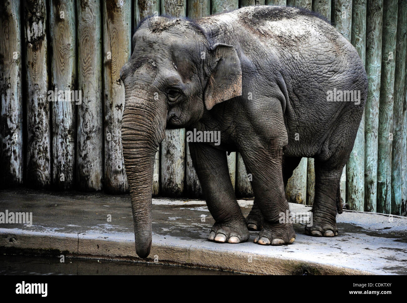 A Elephant at the Fresno Chaffey Zoo in Fresno,CA. on March 26, 2011 ...