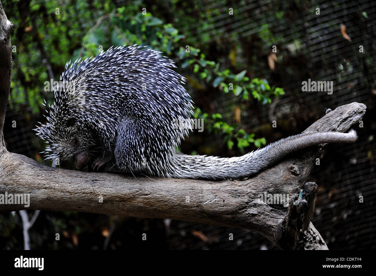 John chaffey hi-res stock photography and images - Alamy