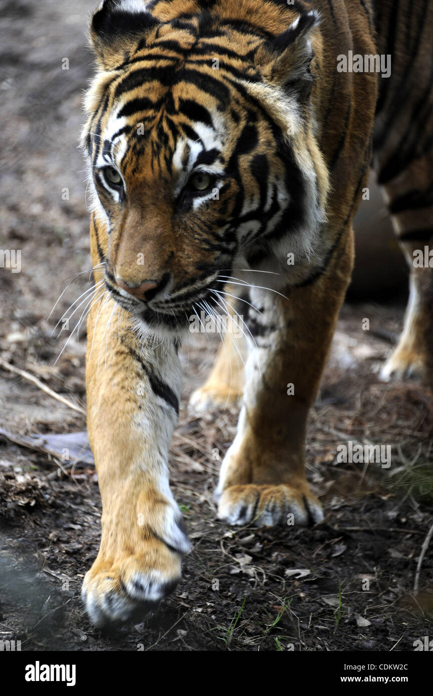A Siberian Tiger at the Fresno Chaffey Zoo in Fresno,CA. on March 26 ...