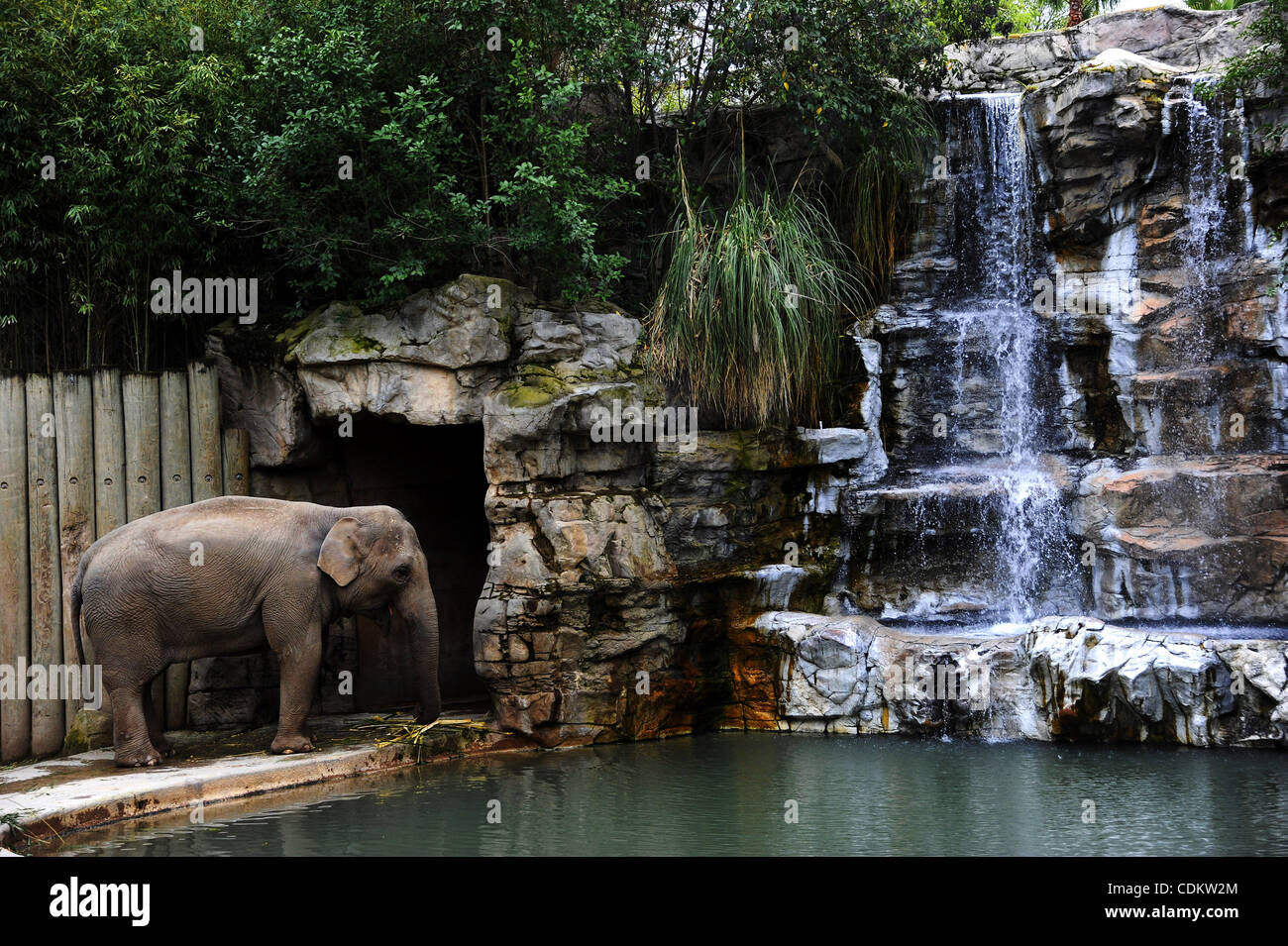 A Elephant near a waterfall at the Fresno Chaffey Zoo in Fresno,CA. on ...