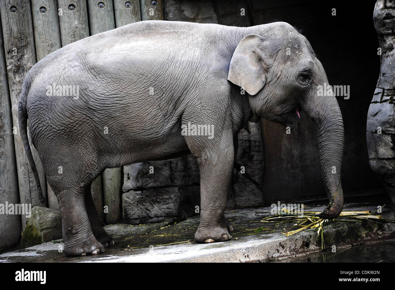 A elephant at the Fresno Chaffey Zoo in Fresno,CA. on March 26, 2011 ...