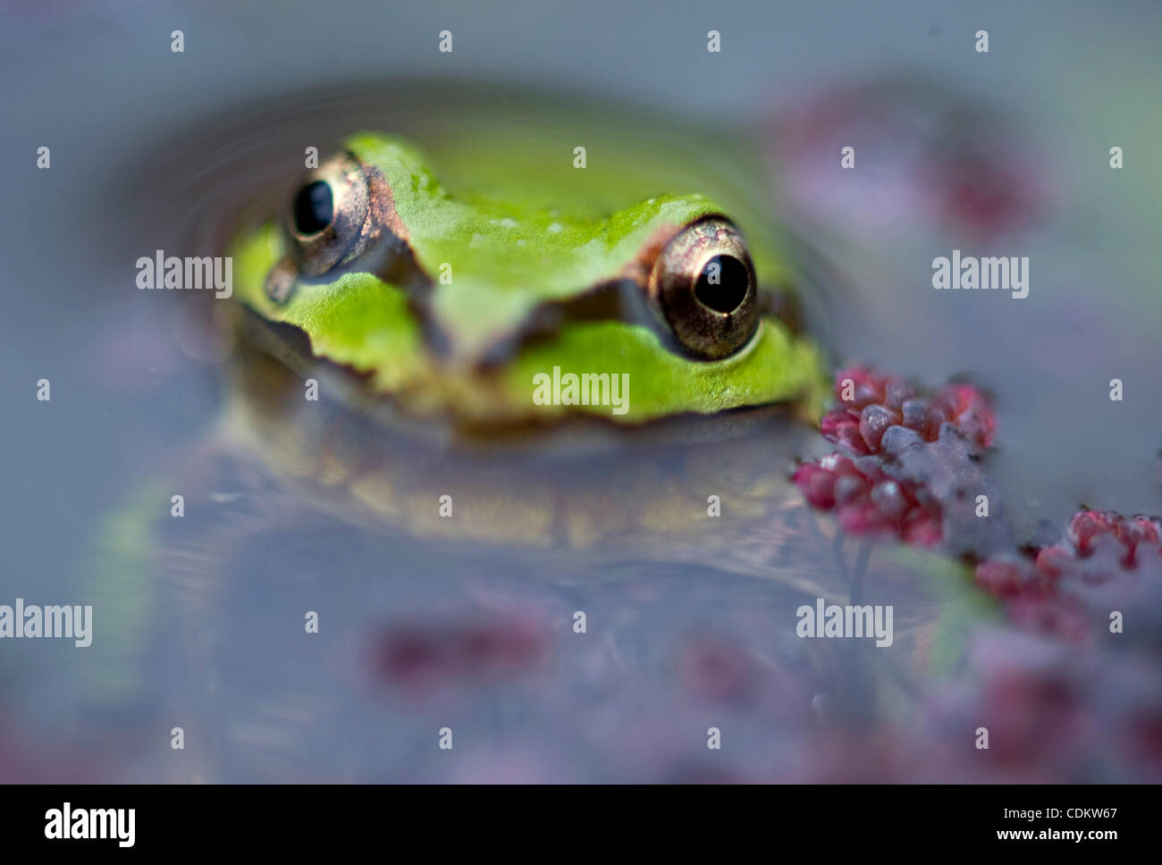 Robin the frog hi-res stock photography and images - Alamy