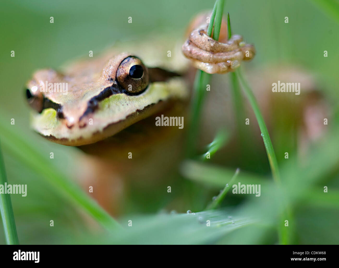 Robin the frog hi-res stock photography and images - Alamy