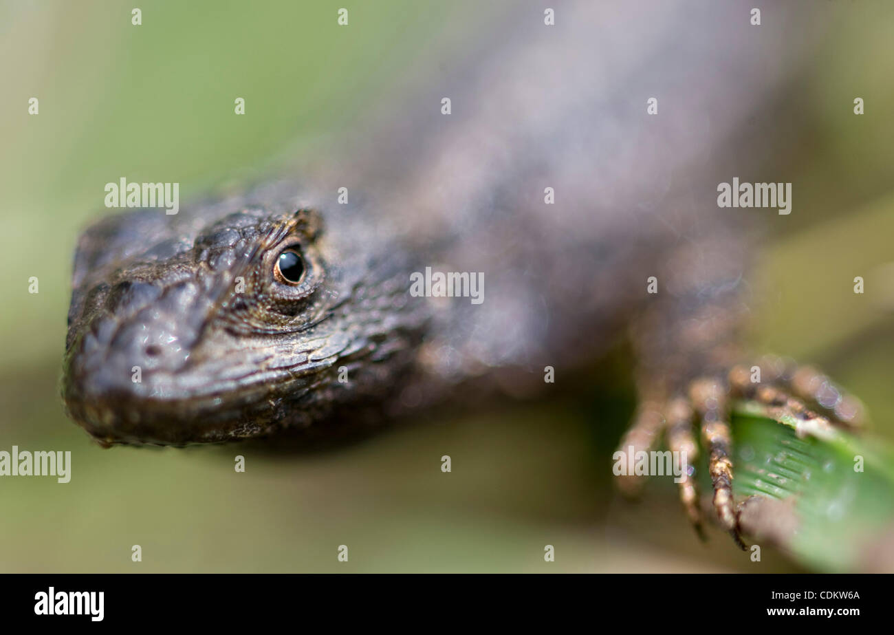 Mar. 26, 2011 - Oakland, Oregon, U.S - A western fence lizard climbs on ...