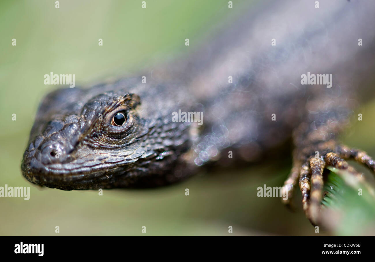 Mar. 26, 2011 - Oakland, Oregon, U.S - A western fence lizard climbs on ...