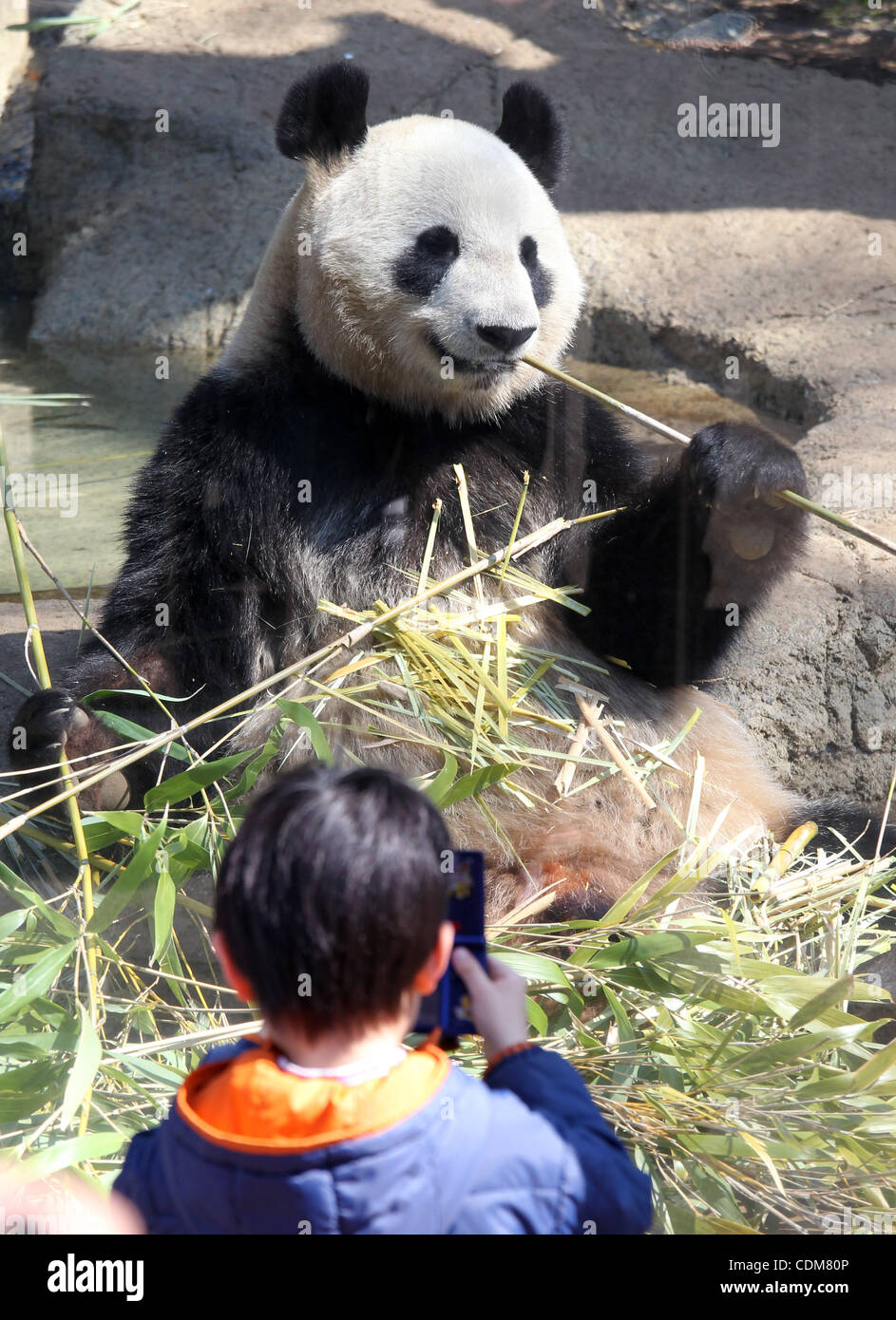 Apr. 1, 2011 - Tokyo, Japan - SHIN SHIN, a female panda that has come ...