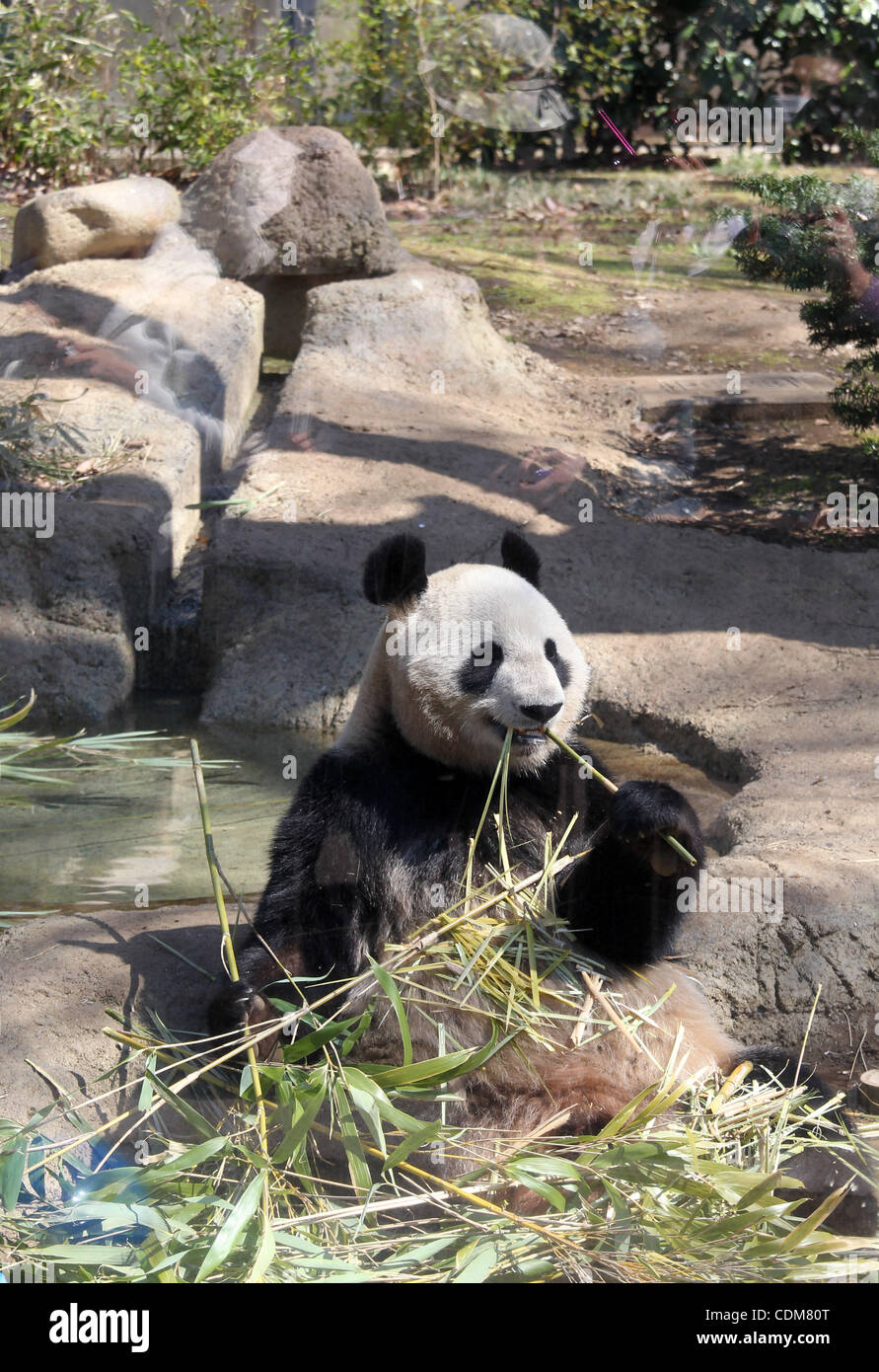 Apr. 1, 2011 - Tokyo, Japan - SHIN SHIN, a female panda that has come ...