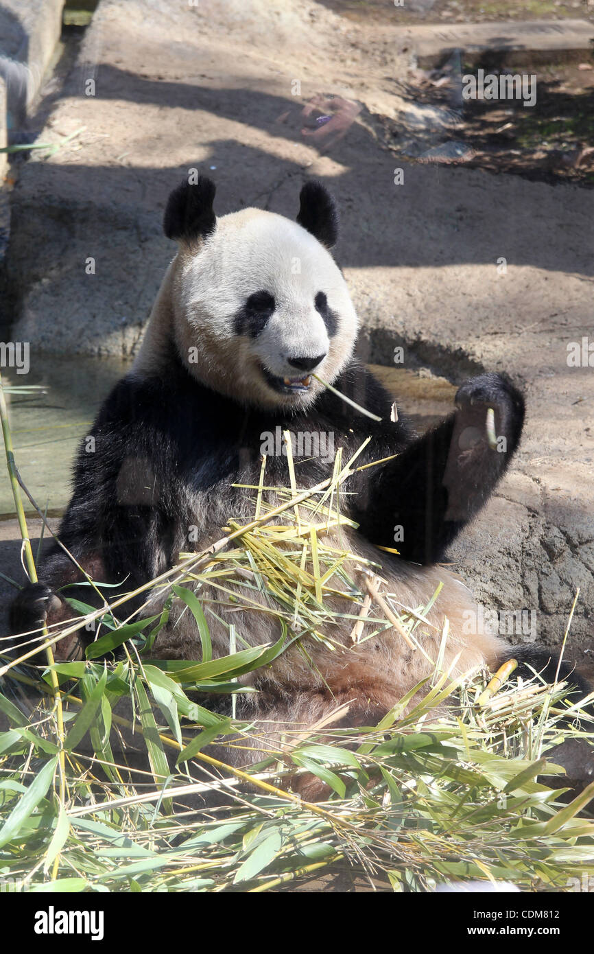 Apr. 1, 2011 - Tokyo, Japan - SHIN SHIN, a female panda that has come ...