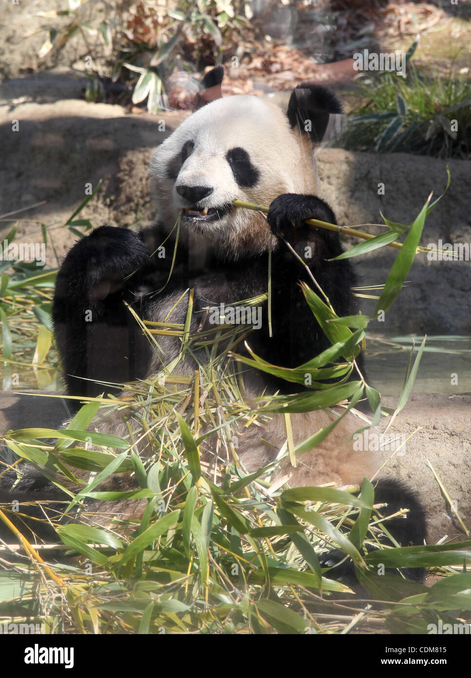 Apr. 1, 2011 - Tokyo, Japan - SHIN SHIN, a female panda that has come ...