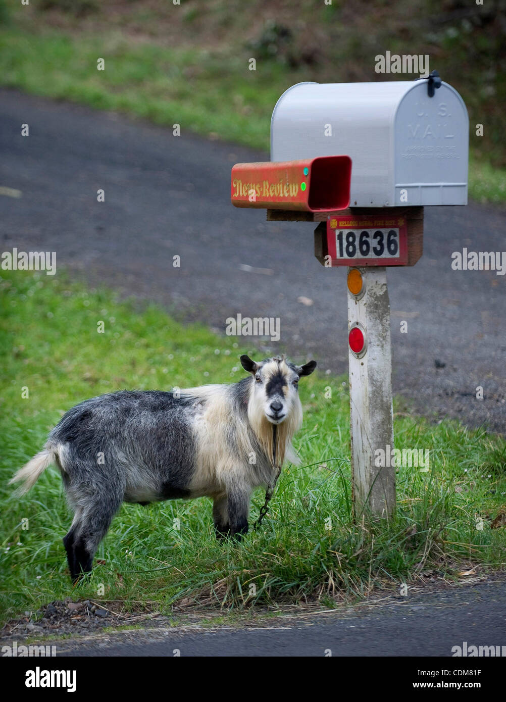 Apr. 1, 2011 - Kellogg, Oregon, U.S - A goat is chained near a rural ...