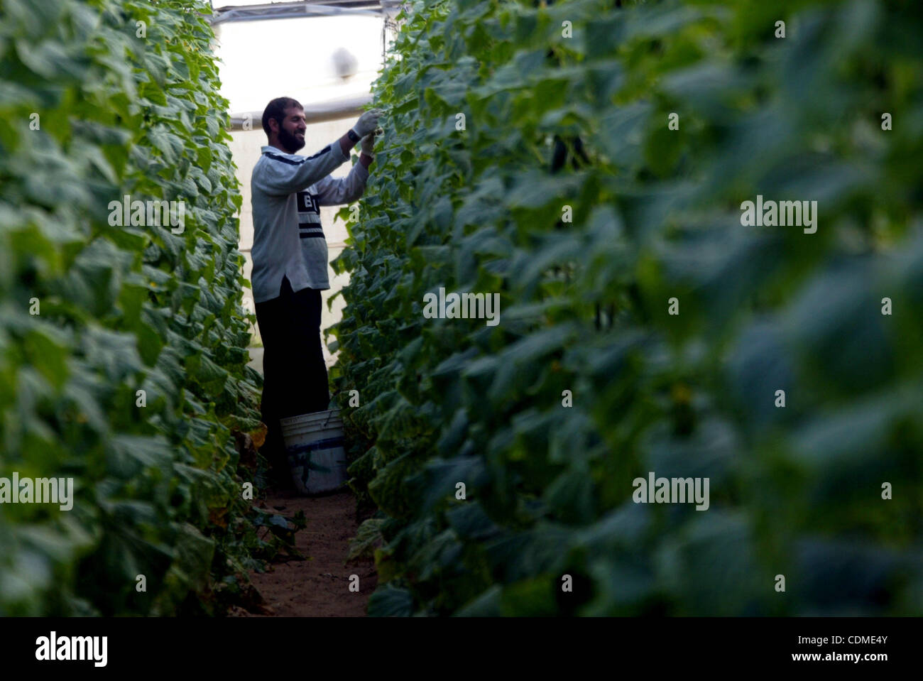 Palestinian farmer harvests hi-res stock photography and images - Alamy