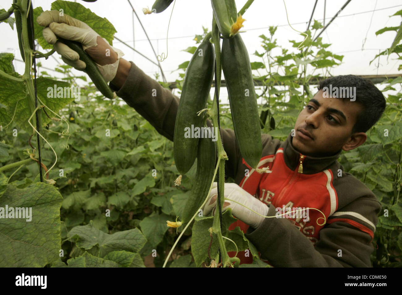 A Palestinian farmer harvests cucumber from his farm in Rafah, southern ...