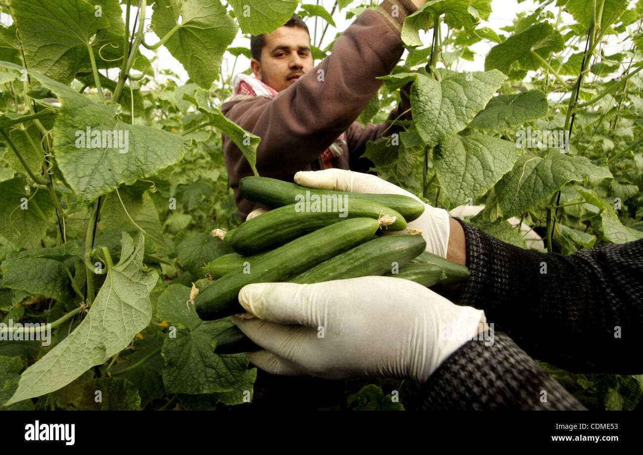 Palestinian farmer harvests hi-res stock photography and images - Alamy