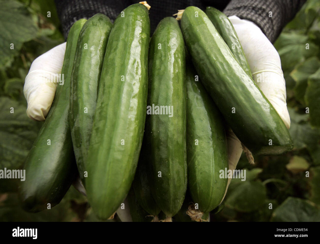 A Palestinian farmer harvests cucumber from his farm in Rafah, southern ...