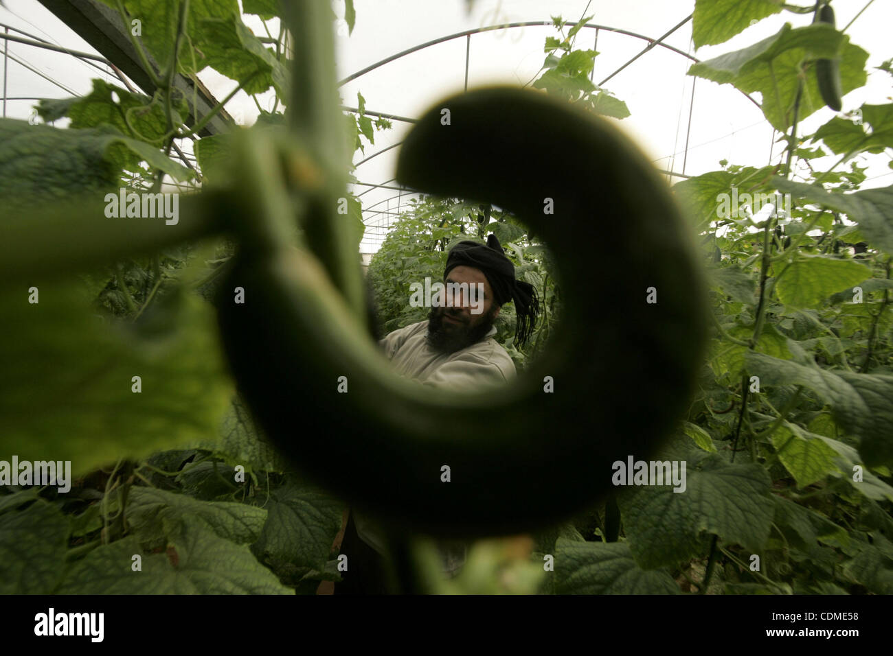 A Palestinian farmer harvests cucumber from his farm in Rafah, southern ...