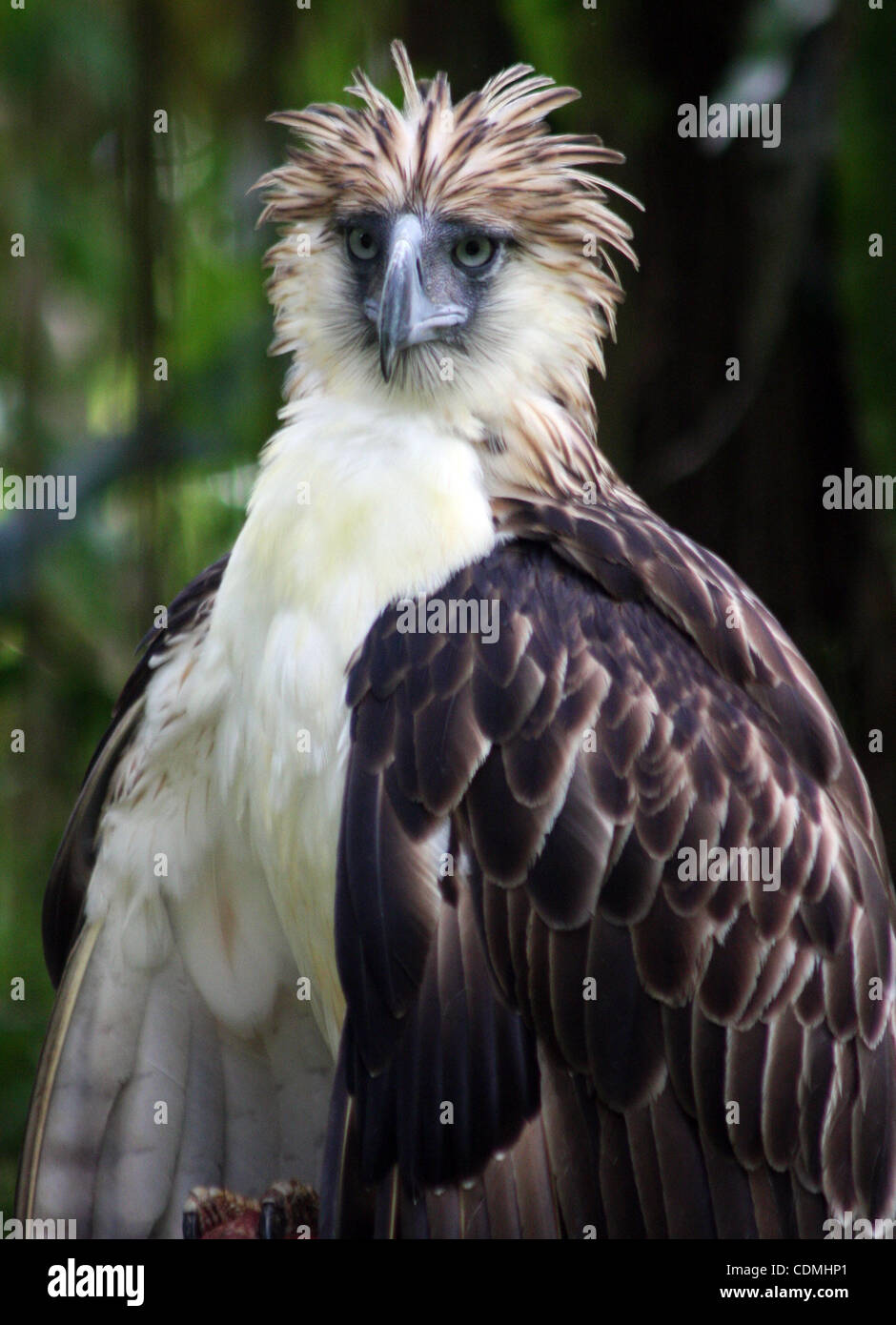 Davao city philippine eagle hi-res stock photography and images - Alamy