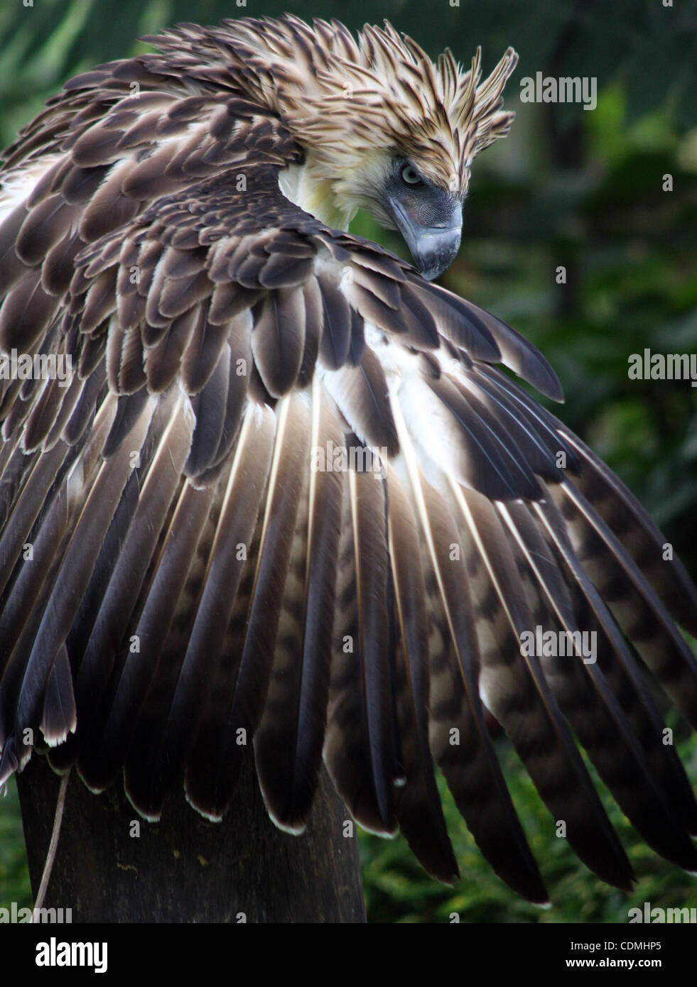 Davao city philippine eagle hi-res stock photography and images - Alamy