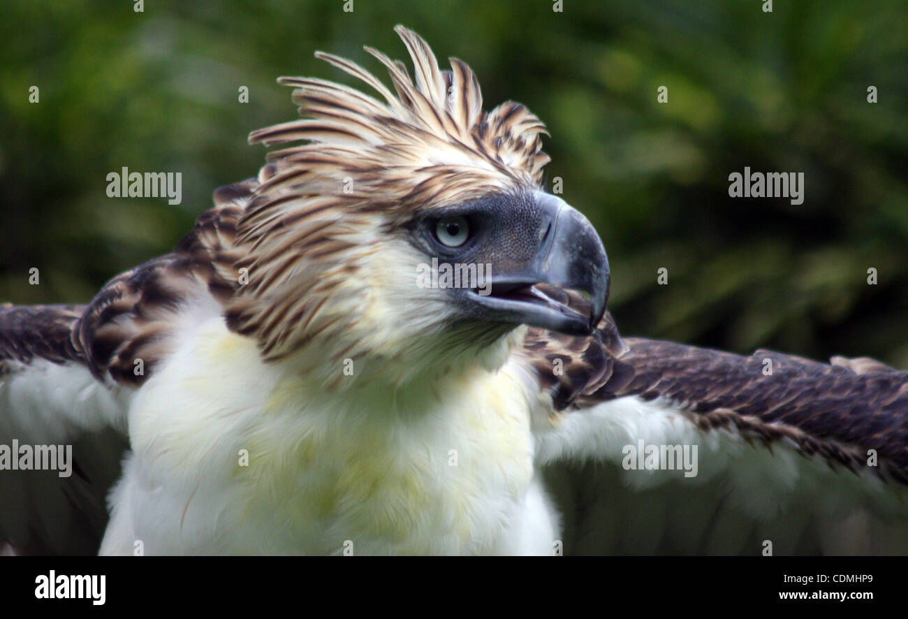 Davao city philippine eagle hi-res stock photography and images - Alamy