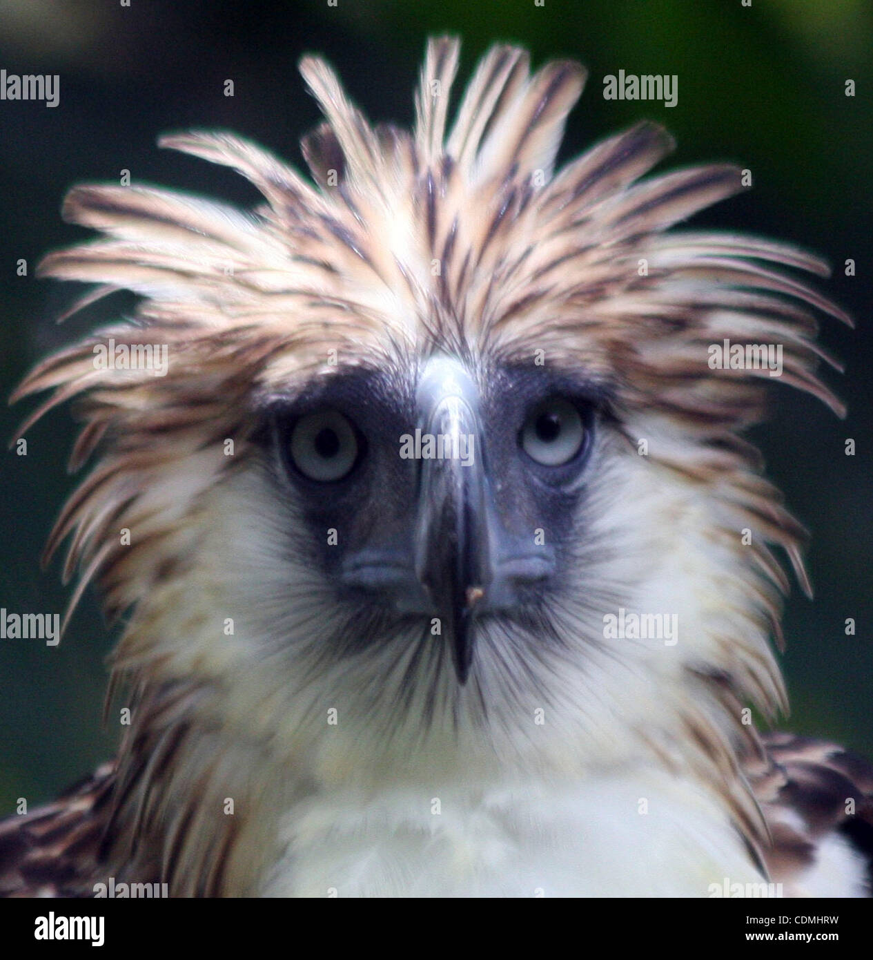 Davao eagle hi-res stock photography and images - Alamy