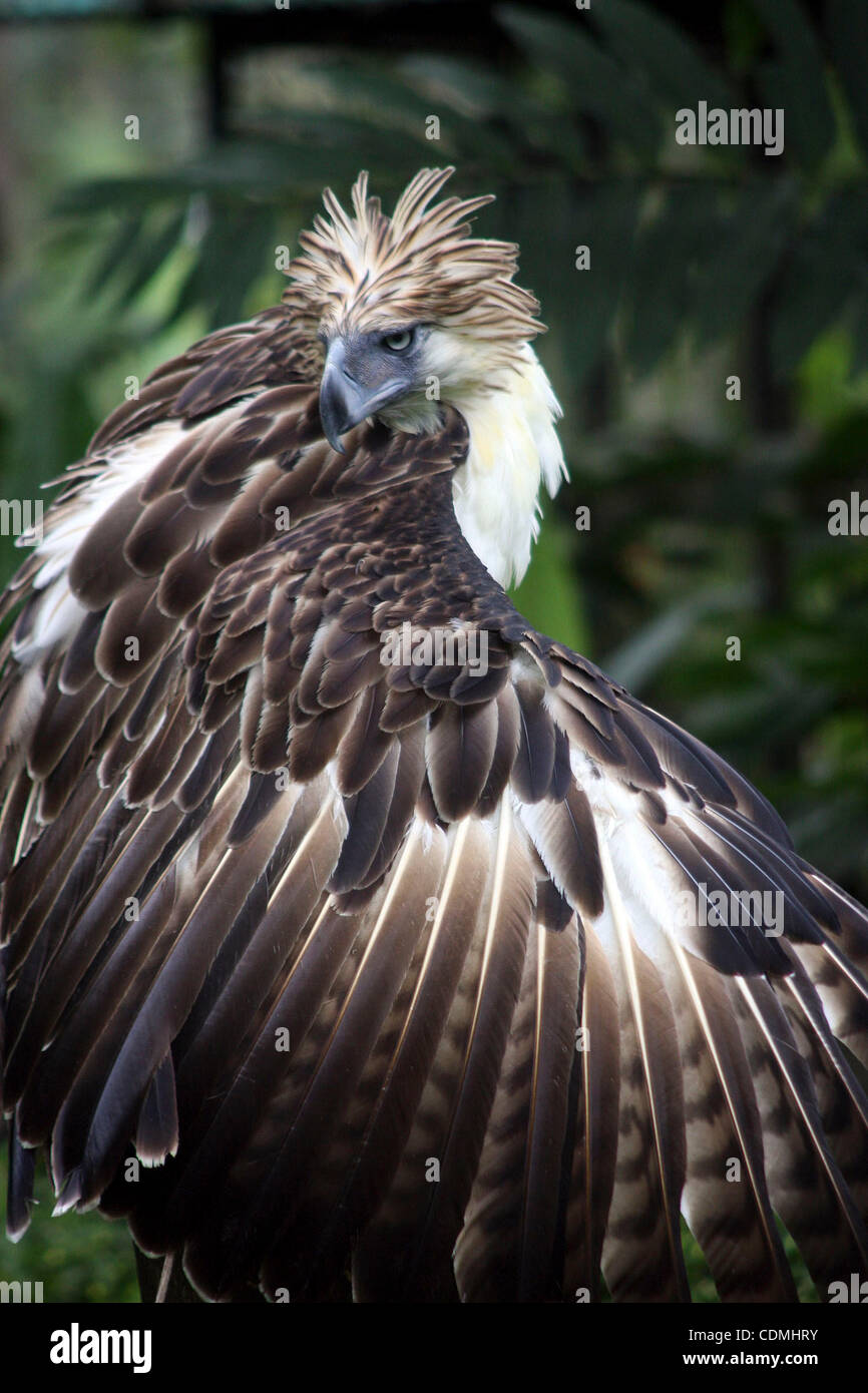 Philippine eagle breeding hi-res stock photography and images - Alamy
