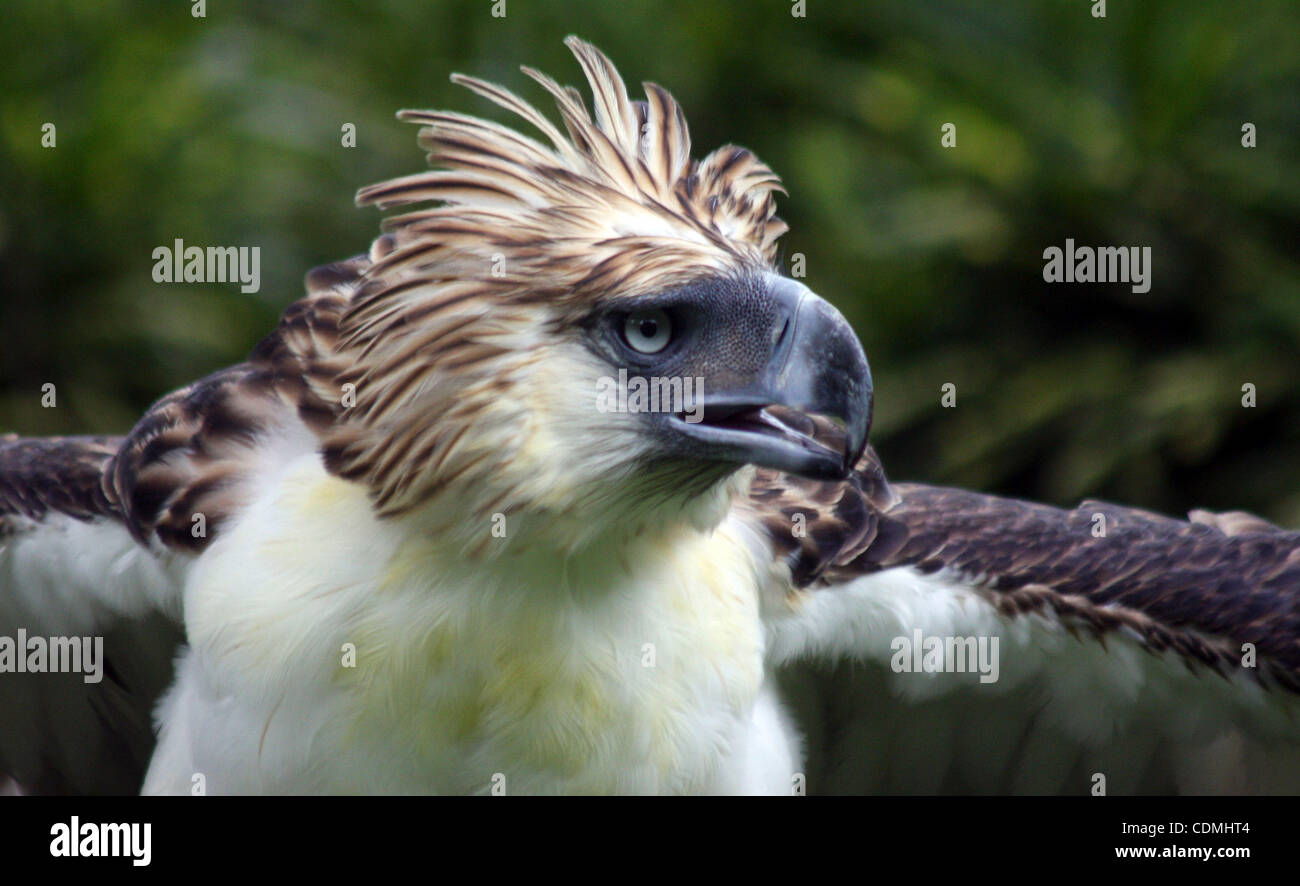 Davao eagle hi-res stock photography and images - Alamy