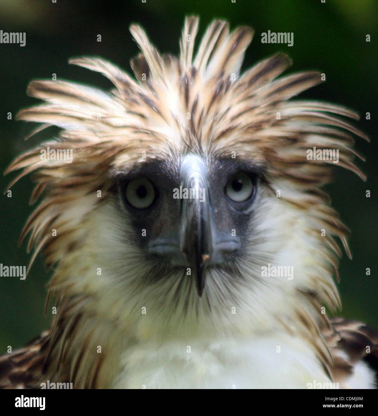 Davao city philippine eagle hi-res stock photography and images - Alamy