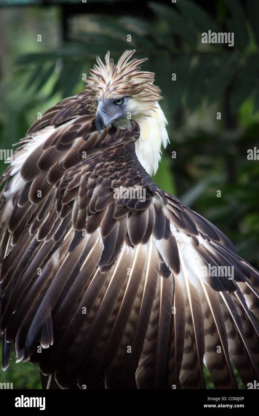 Davao city philippine eagle hi-res stock photography and images - Alamy