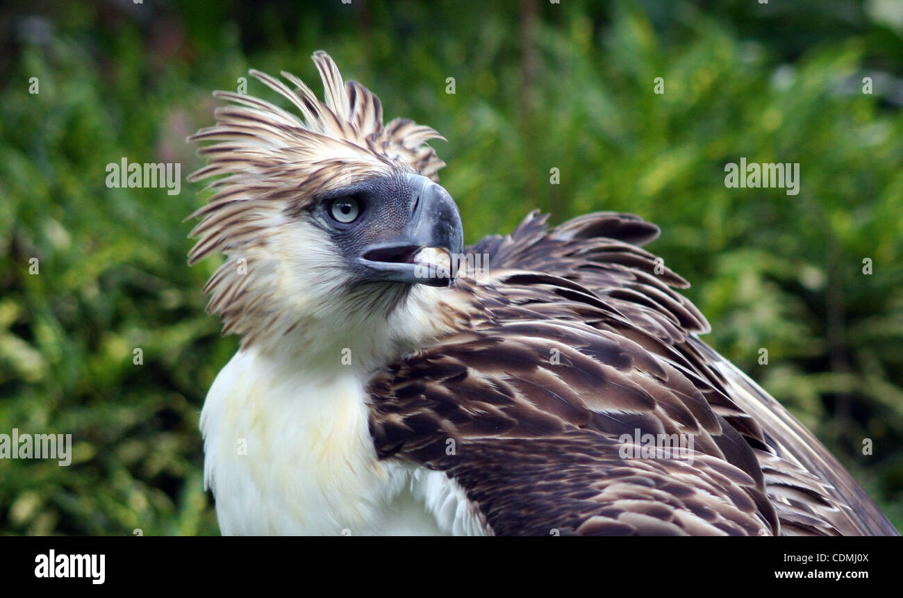 Davao city philippine eagle hi-res stock photography and images - Alamy