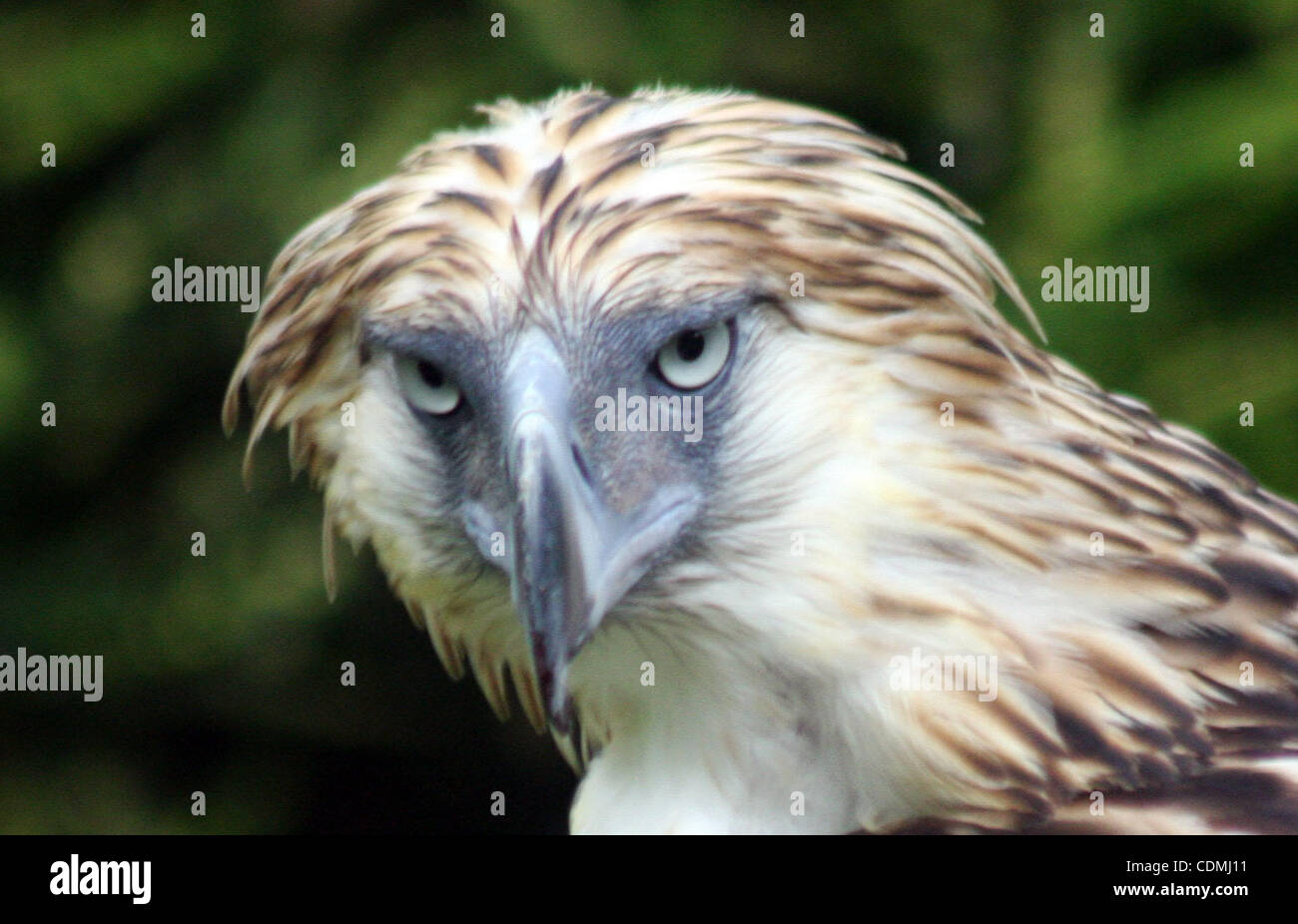 Davao city philippine eagle hi-res stock photography and images - Alamy