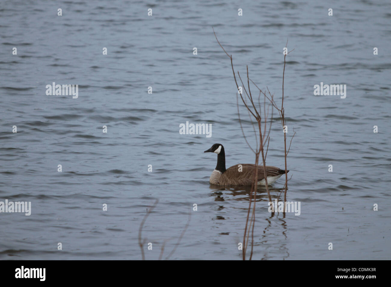 The population of Canadian Geese has exploded over the last few years ...